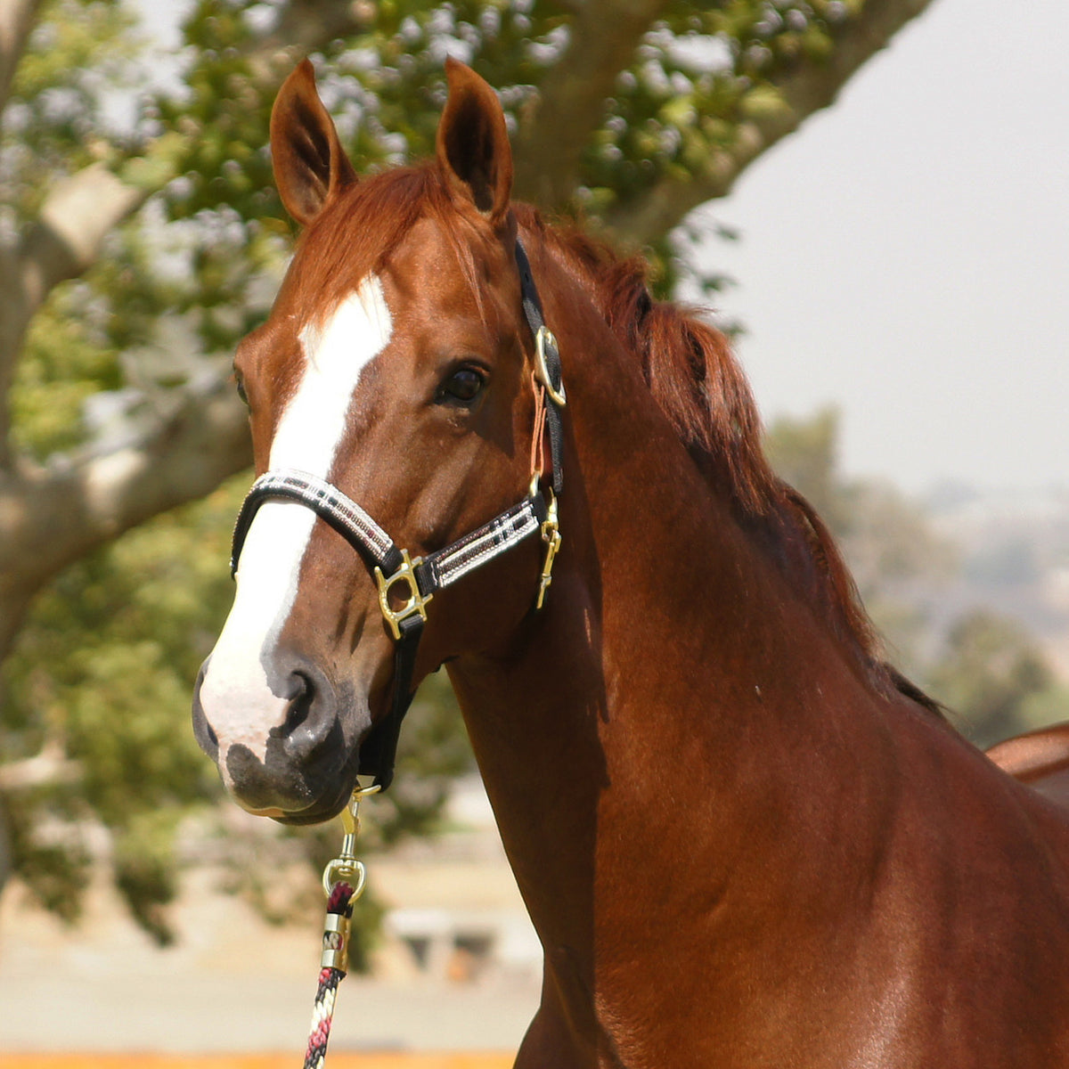 Kensington safety breakaway headcollar with reflective strips – Shadow ...