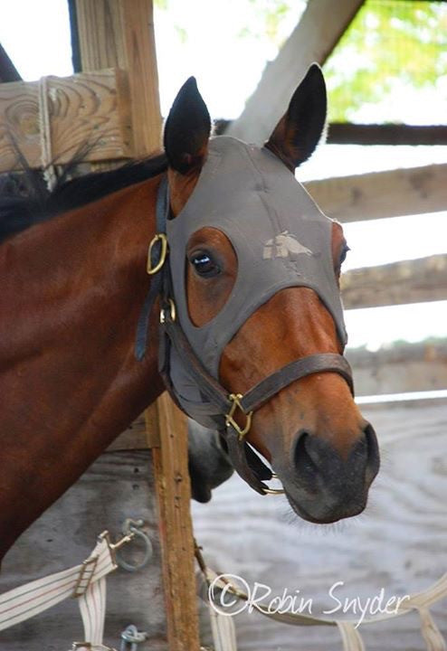 Fenwick LT (Liquid Titanium) calming mask - no ears version – Shadow Horse